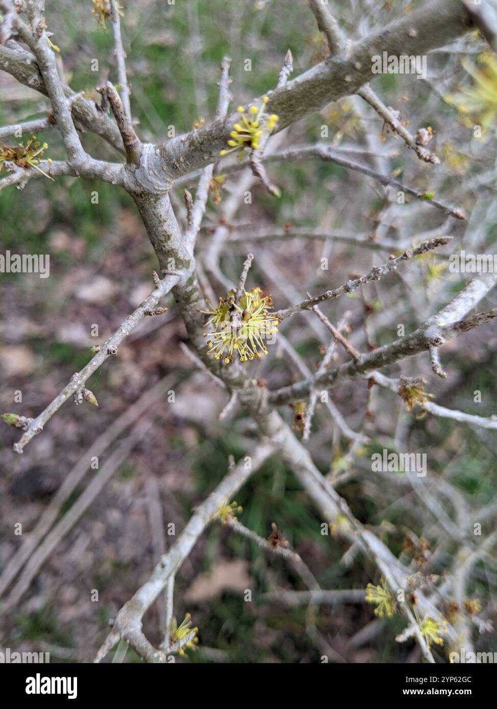 Stretchberry (Forestiera pubescens Stock Photo - Alamy