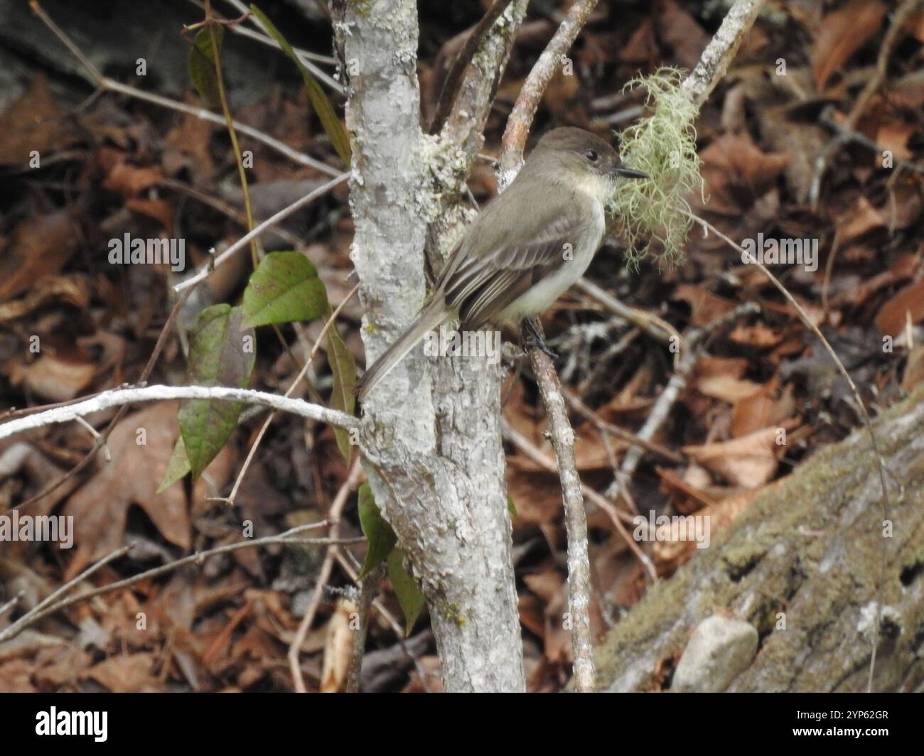 Eastern Phoebe (Sayornis phoebe Stock Photo - Alamy
