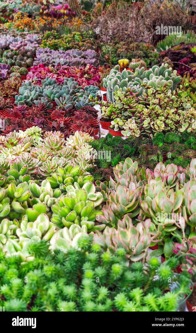 Colorful Succulent Garden: Vibrant Plants and Cactus Textures Stock ...