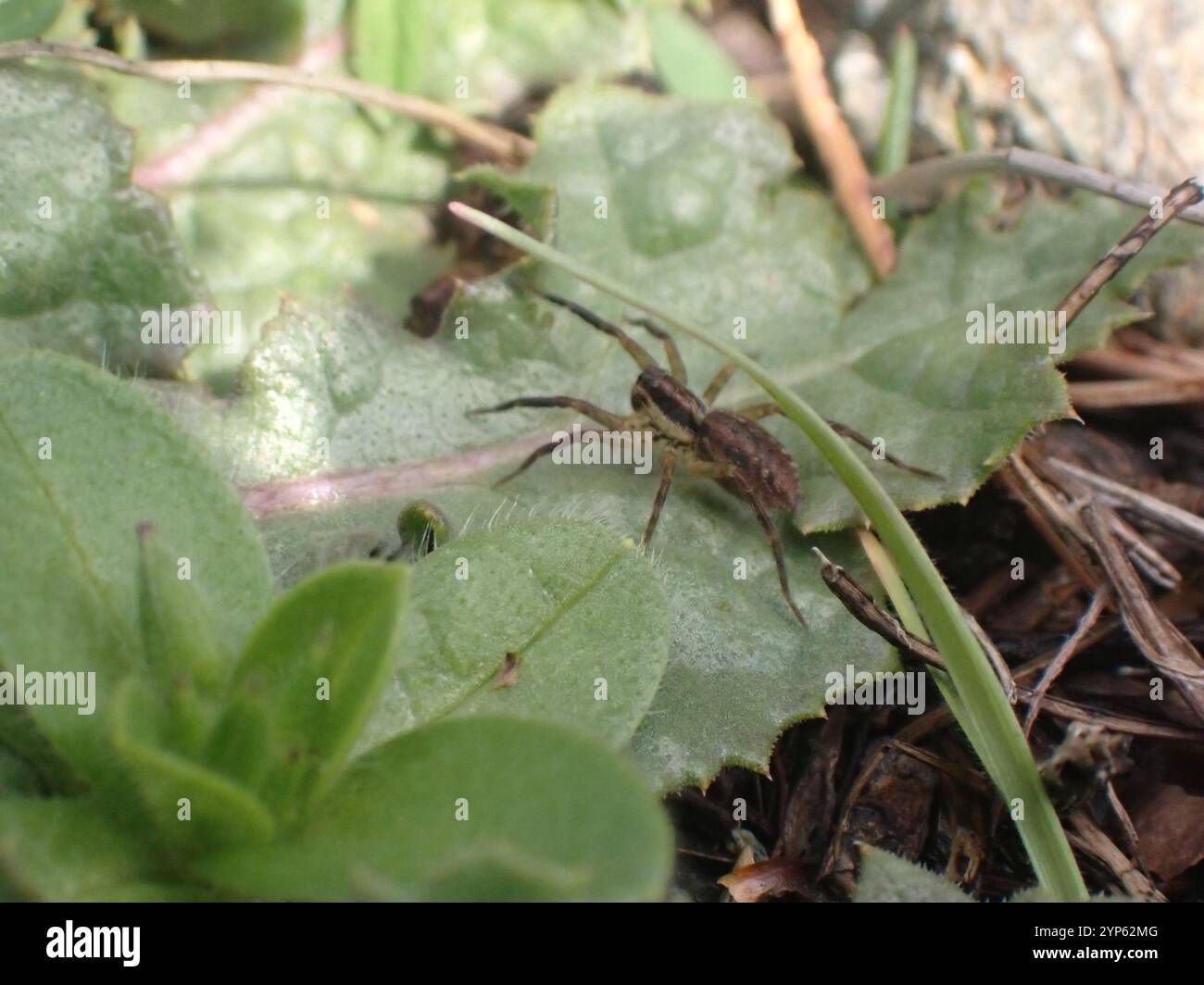 Radiated Wolf Spider (Hogna radiata Stock Photo - Alamy
