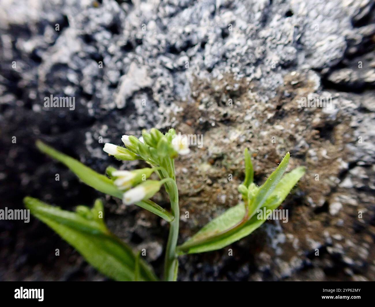 mouse-ear cress (Arabidopsis thaliana Stock Photo - Alamy