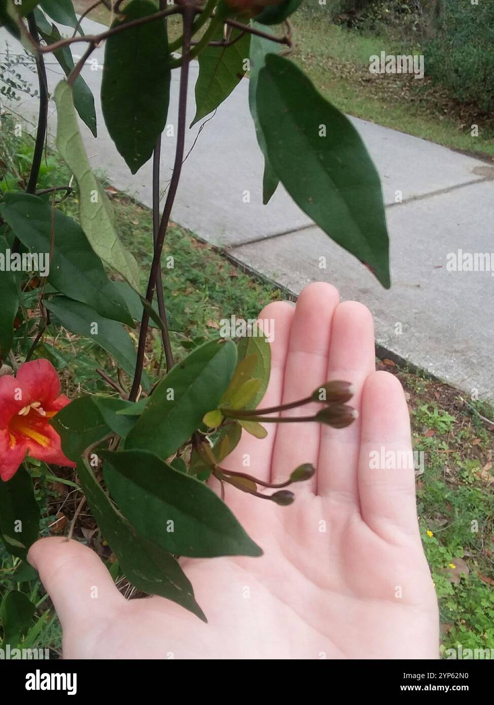 cross vine (Bignonia capreolata Stock Photo - Alamy