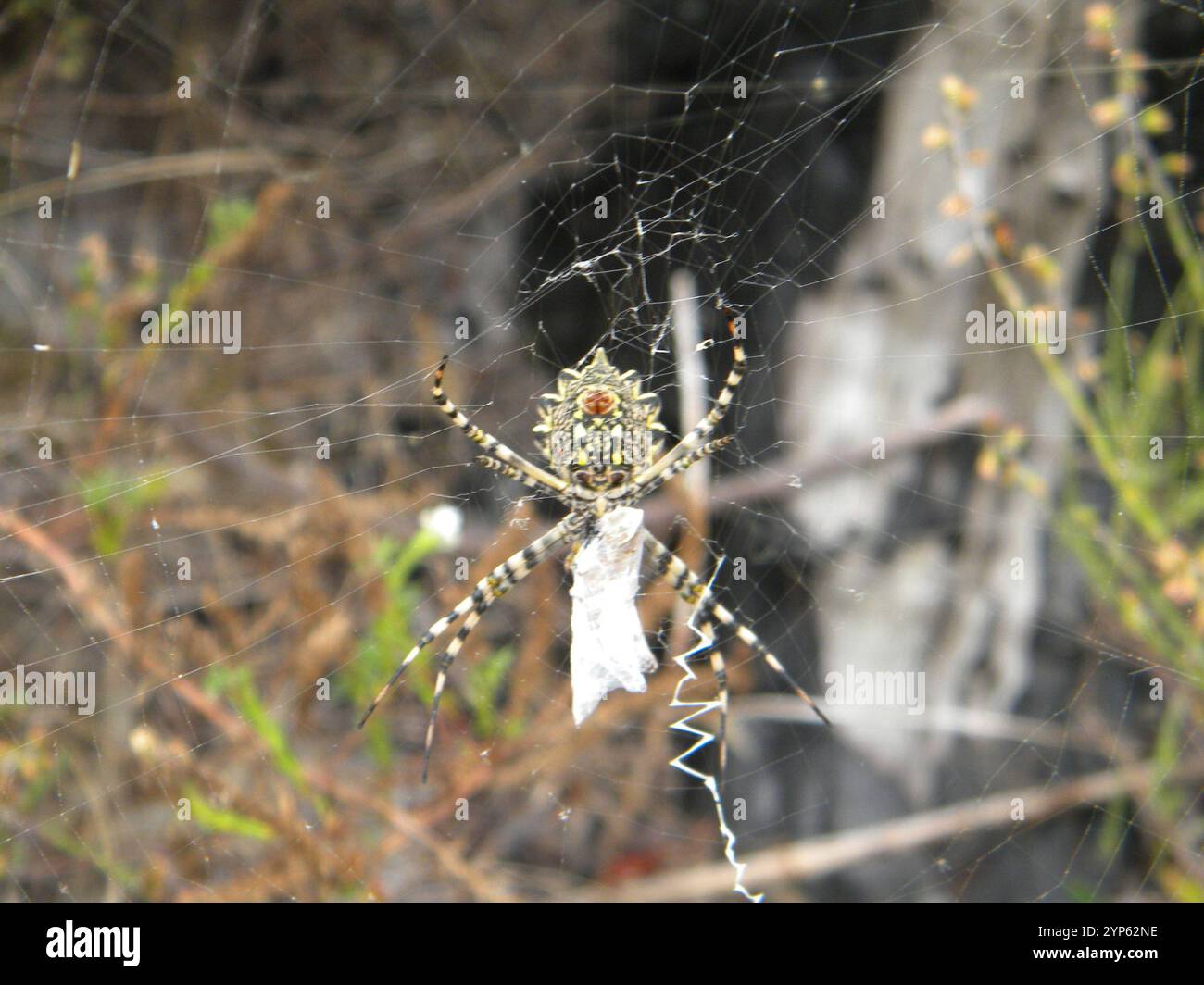 Garden orbweb hi-res stock photography and images - Alamy