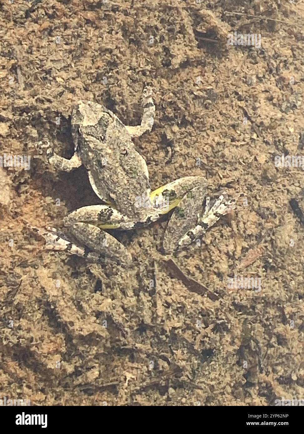 Northern Cricket Frog (Acris crepitans Stock Photo - Alamy