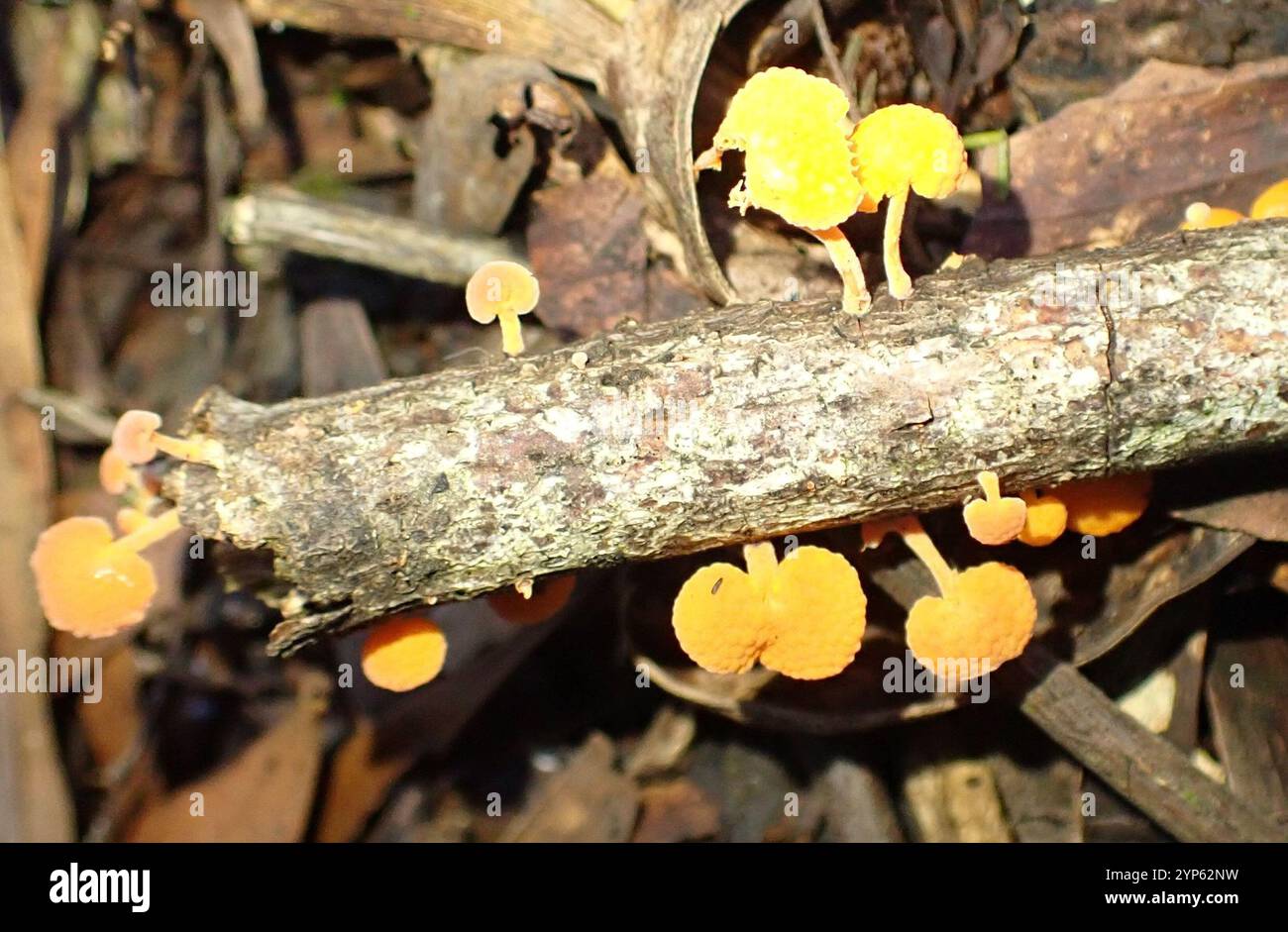 orange pore fungus (Favolaschia claudopus Stock Photo - Alamy