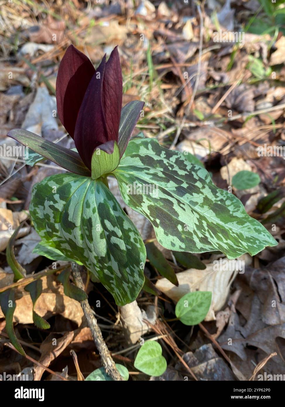 Little Sweet Betsy (Trillium cuneatum Stock Photo - Alamy
