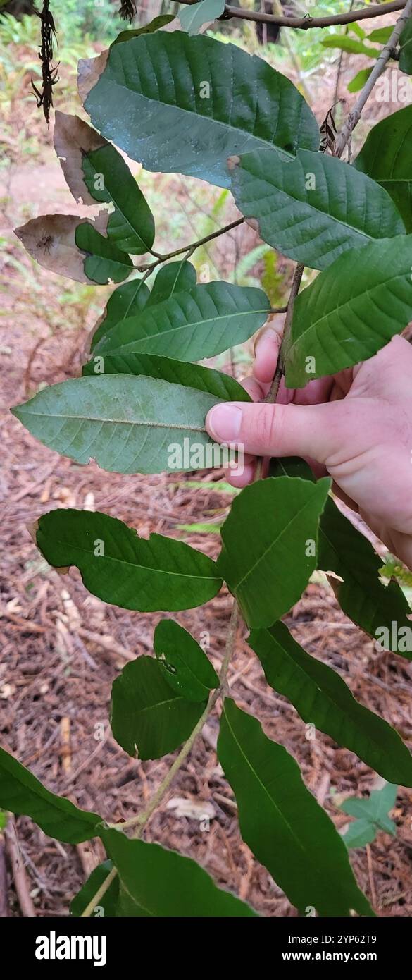 Tanoak (Notholithocarpus densiflorus Stock Photo - Alamy