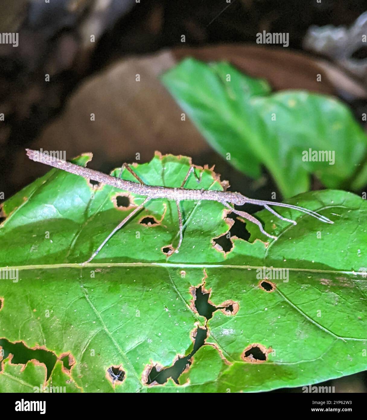 Stick Insects (Phasmida Stock Photo - Alamy