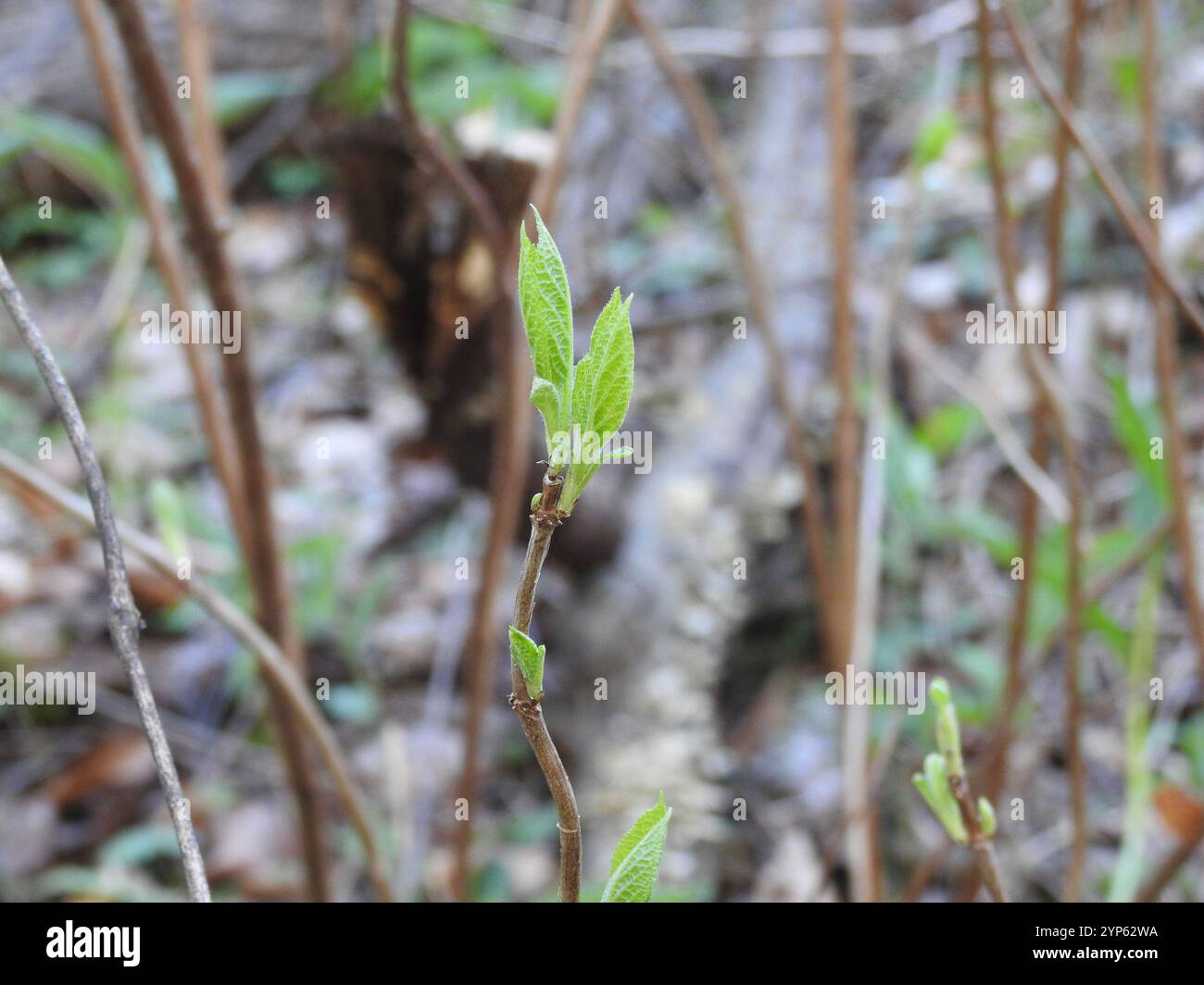 oakleaf hydrangea (Hydrangea quercifolia Stock Photo - Alamy