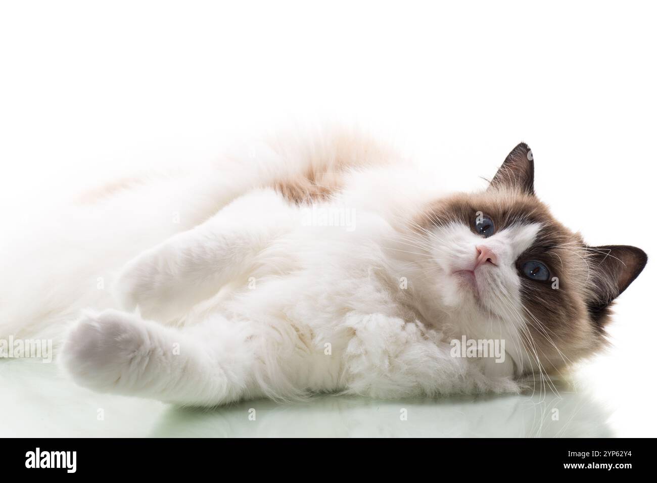 Happy beautiful Ragdoll cat isolated on white background Stock Photo ...