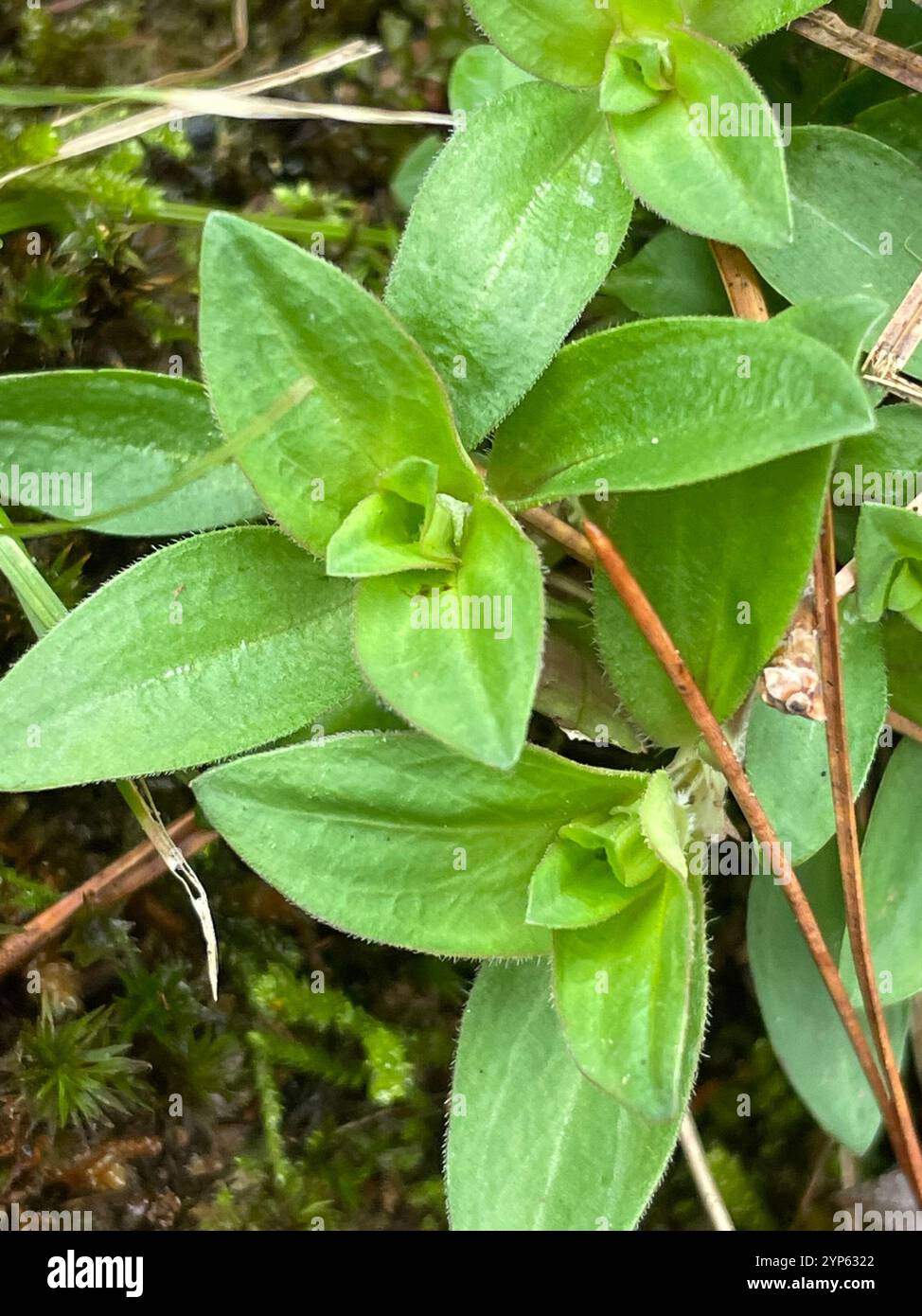 summer bluet (Houstonia purpurea Stock Photo - Alamy