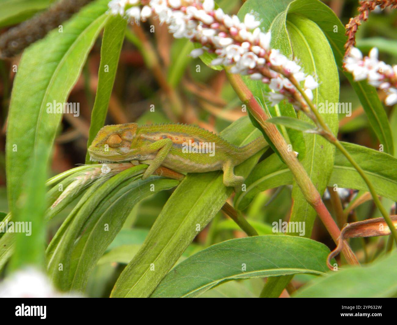 Cape Dwarf Chameleon (Bradypodion pumilum Stock Photo - Alamy