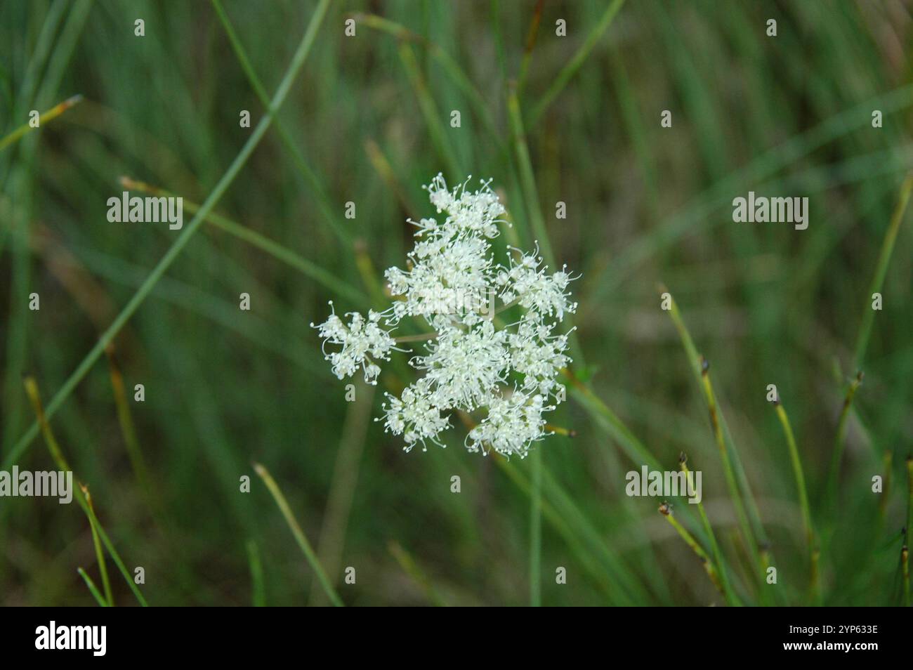 Cowbane (Cicuta virosa Stock Photo - Alamy