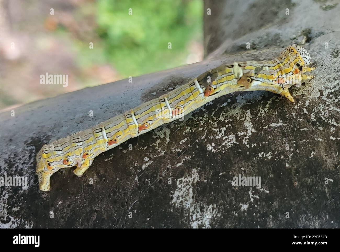 Woolly Gray Moth (Lycia ypsilon Stock Photo - Alamy