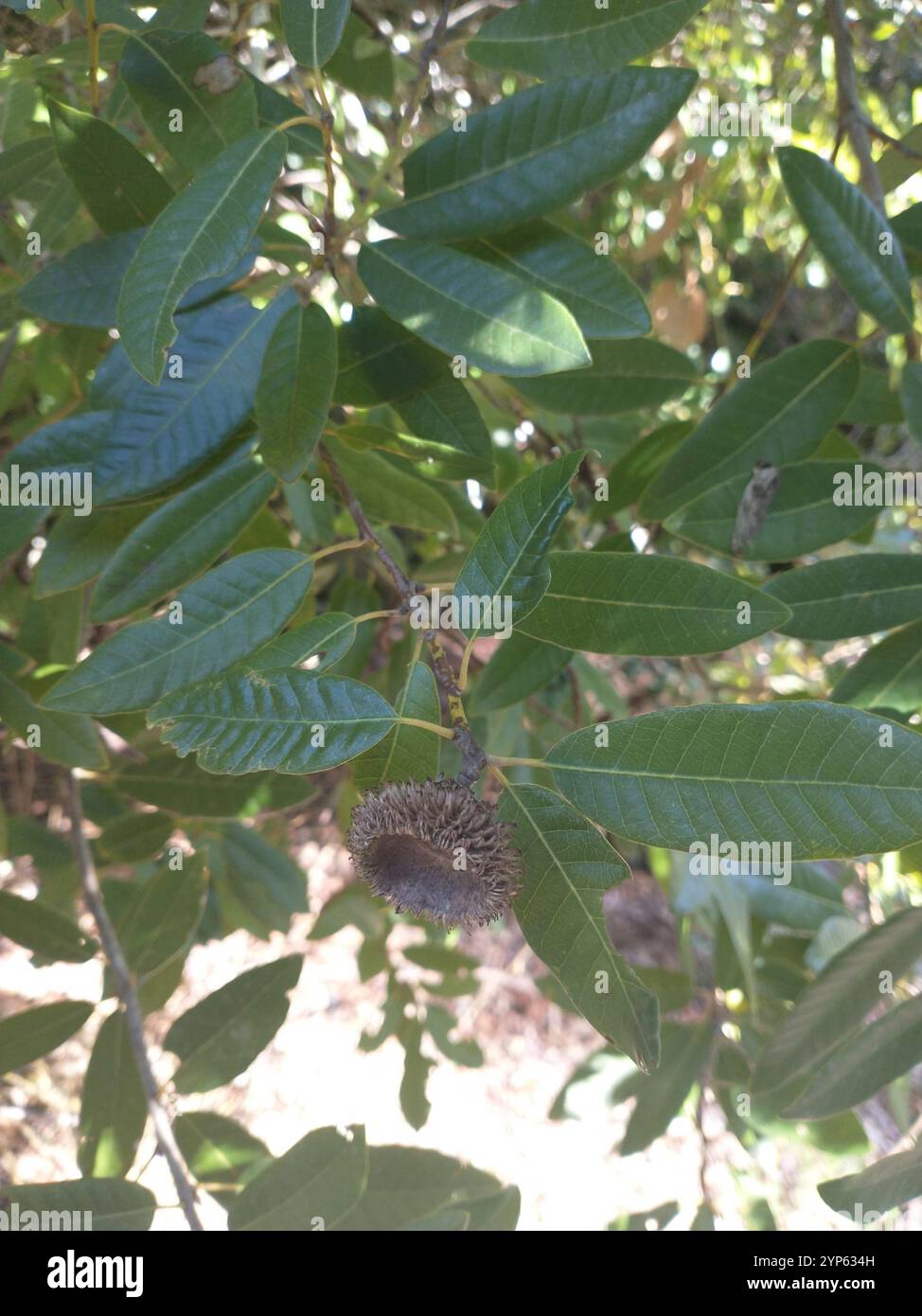 Tanoak (Notholithocarpus densiflorus Stock Photo - Alamy