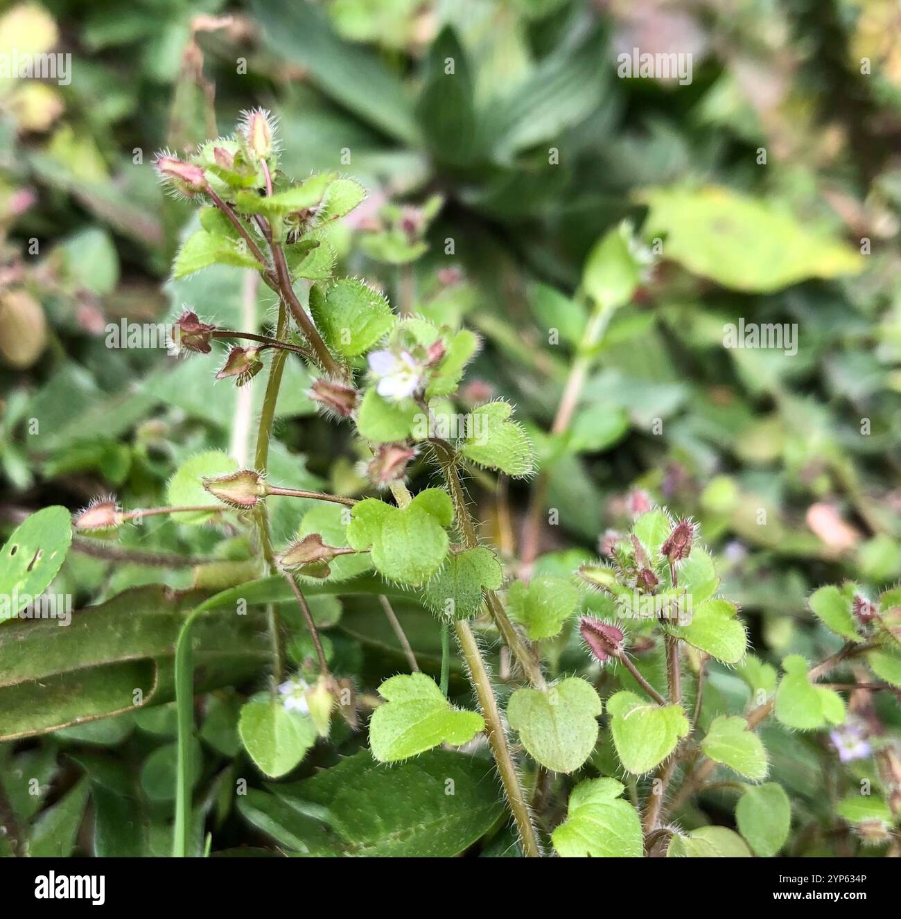 Ivy-leaved Speedwell (Veronica hederifolia Stock Photo - Alamy