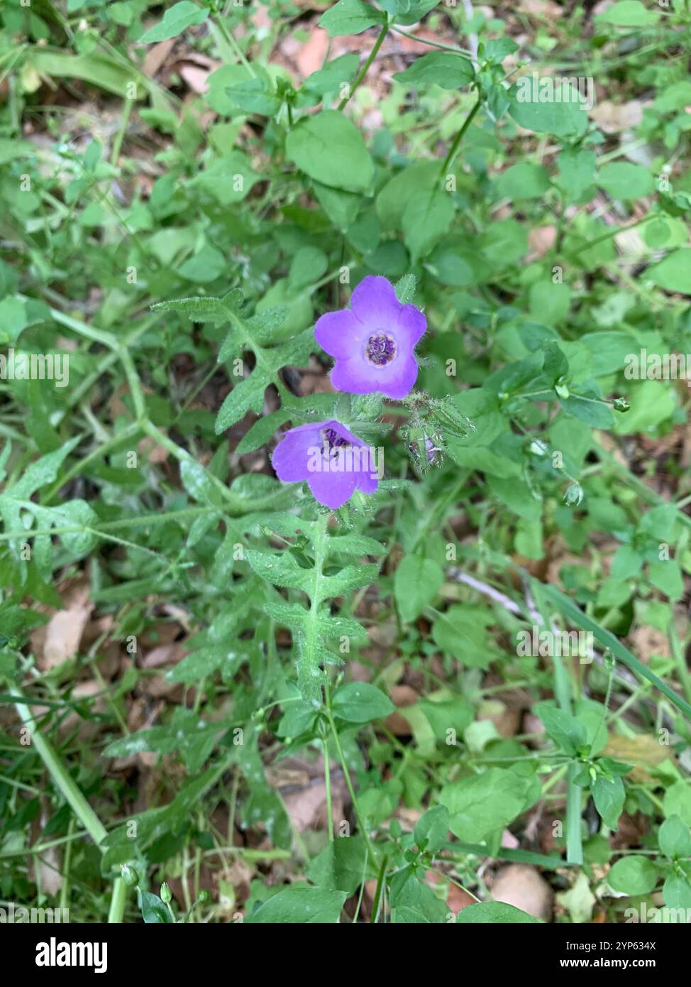 Fiesta Flower (Pholistoma auritum Stock Photo - Alamy