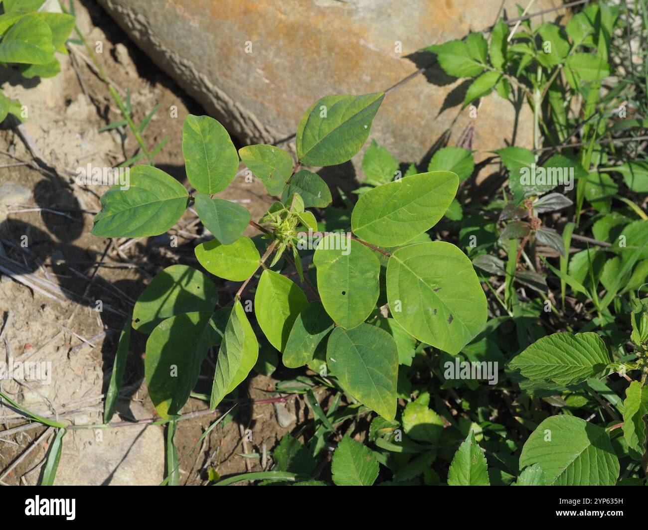 Florida beggarweed (Desmodium tortuosum Stock Photo - Alamy