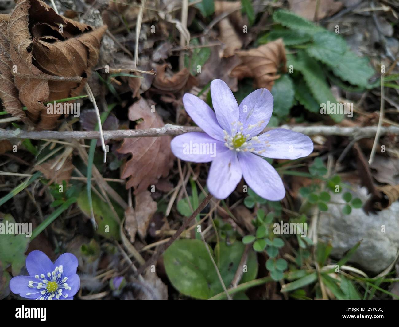 Liverleaf (Hepatica nobilis Stock Photo - Alamy