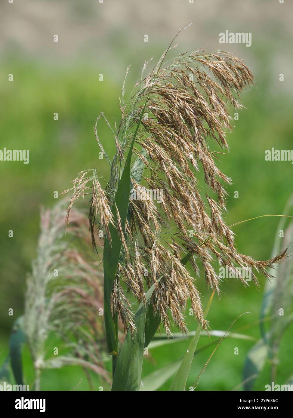 common reed (Phragmites australis Stock Photo - Alamy