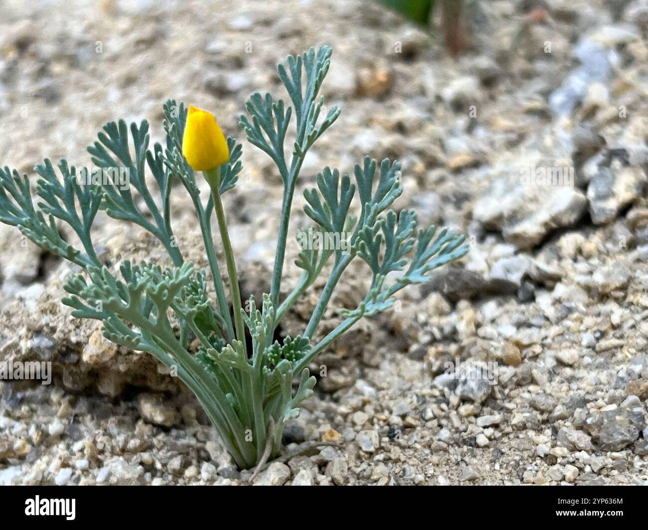 Little Gold Poppy (Eschscholzia minutiflora Stock Photo - Alamy