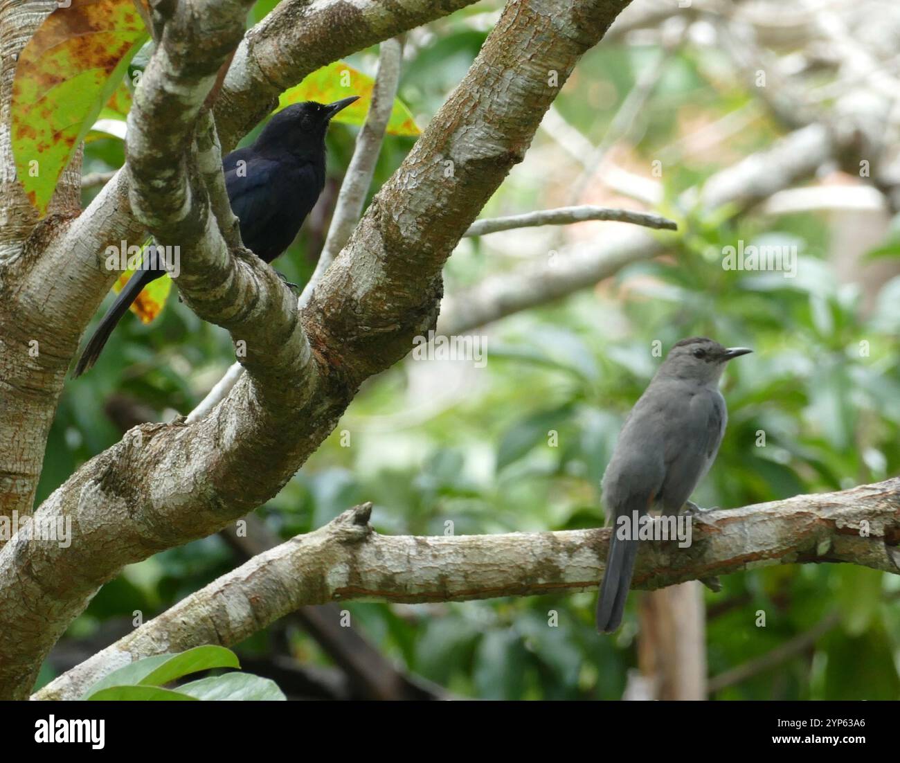 Black Catbird (Melanoptila glabrirostris Stock Photo - Alamy