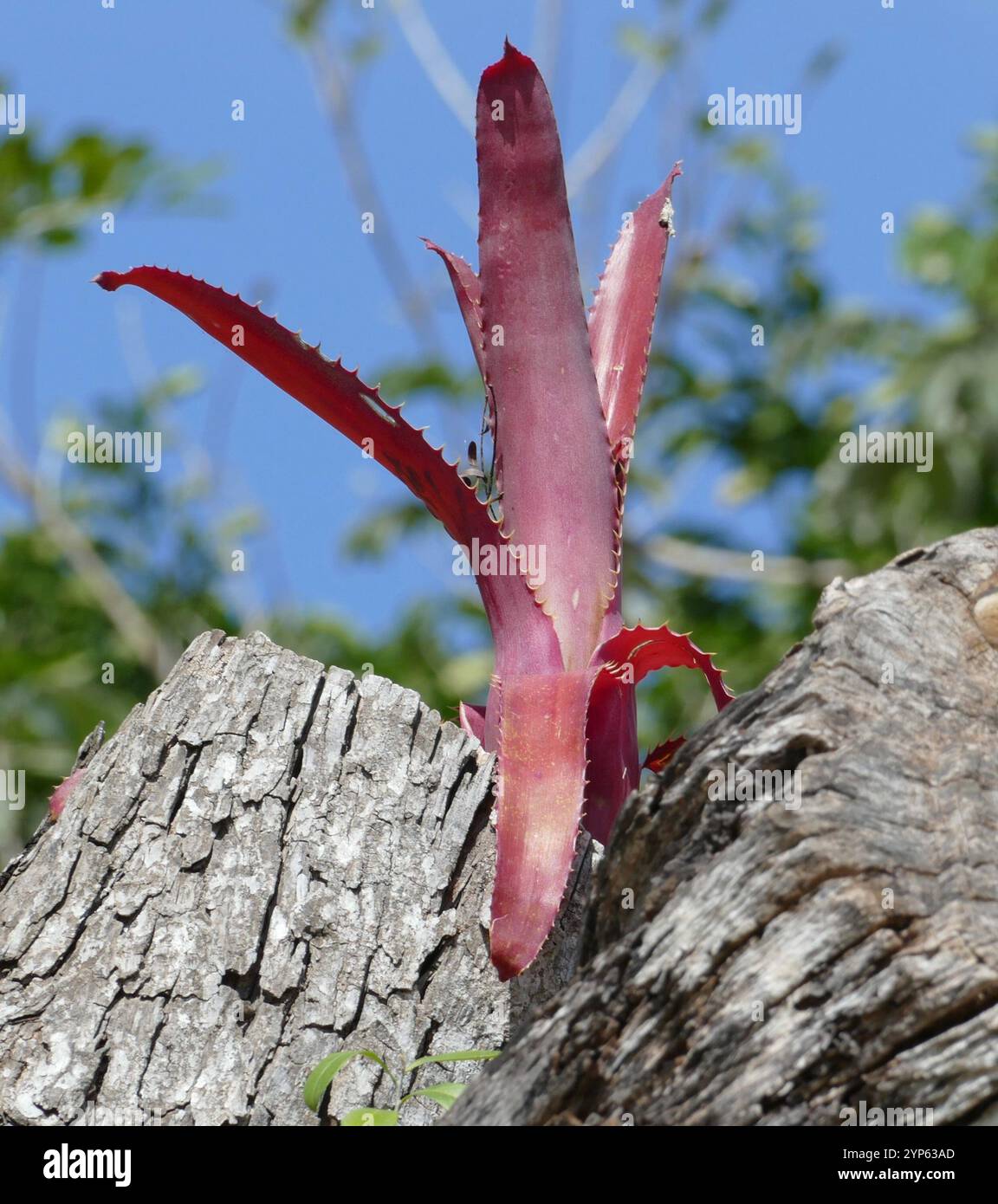 vase bromeliad (Aechmea bracteata Stock Photo - Alamy
