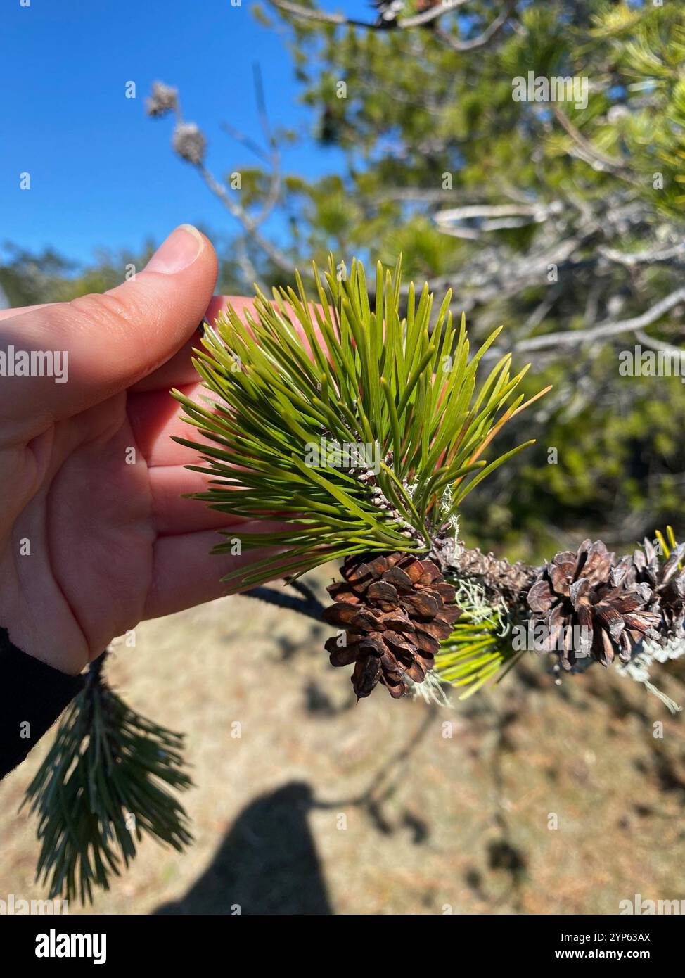 Lodgepole Pine Tree Lodgepole Pine | Fast-Growing Conifer | Yarrow ...