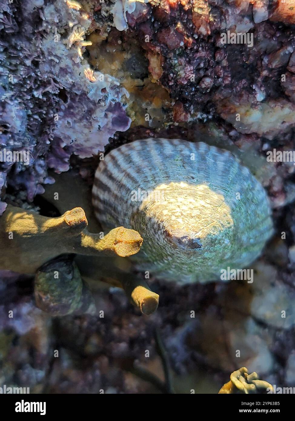 True Limpets (Patellogastropoda Stock Photo - Alamy