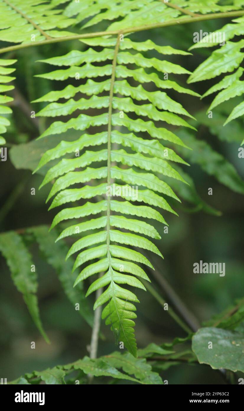 scaly tree ferns (Cyatheaceae Stock Photo - Alamy