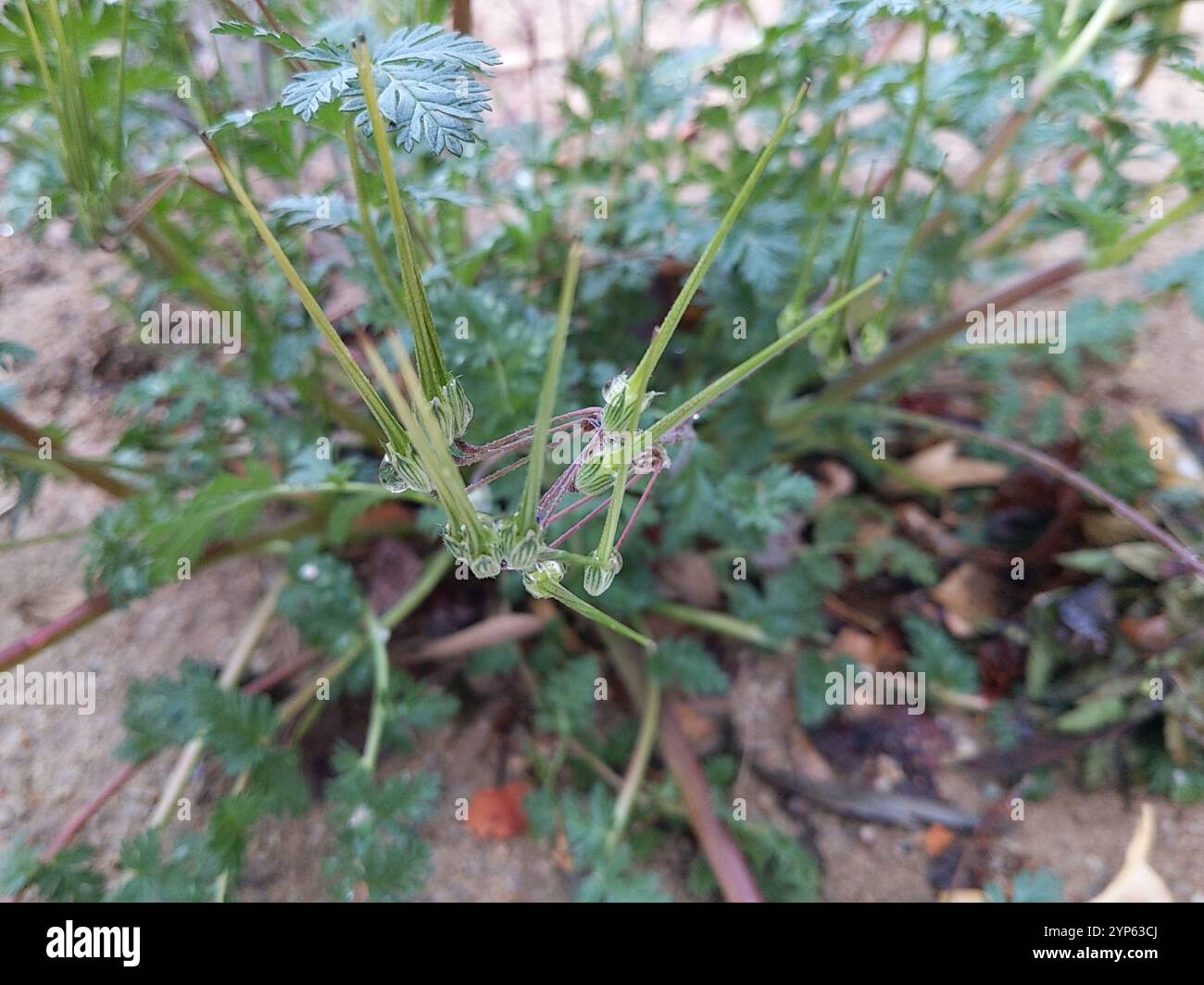 Redstem Stork's-bill (Erodium cicutarium Stock Photo - Alamy