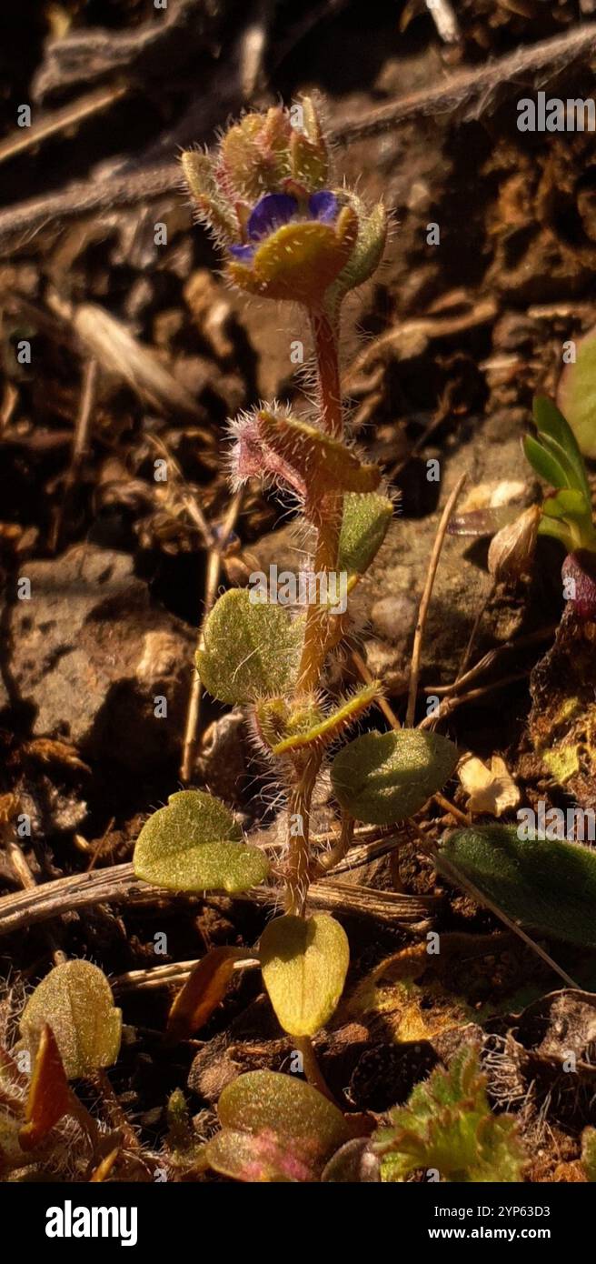 Trilobed hi-res stock photography and images - Alamy