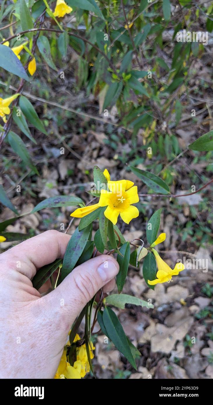 yellow jessamine (Gelsemium sempervirens Stock Photo - Alamy