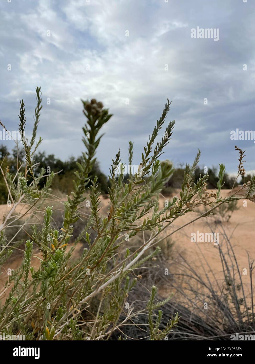 arrowweed (Pluchea sericea Stock Photo - Alamy