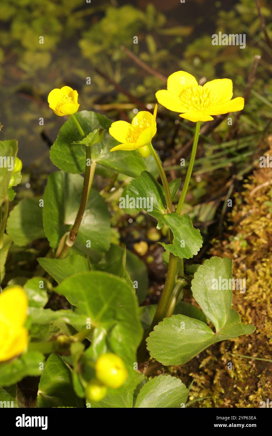 marsh marigold (Caltha palustris Stock Photo - Alamy