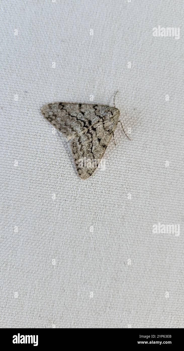 Small Phigalia Moth (Phigalia strigataria Stock Photo - Alamy