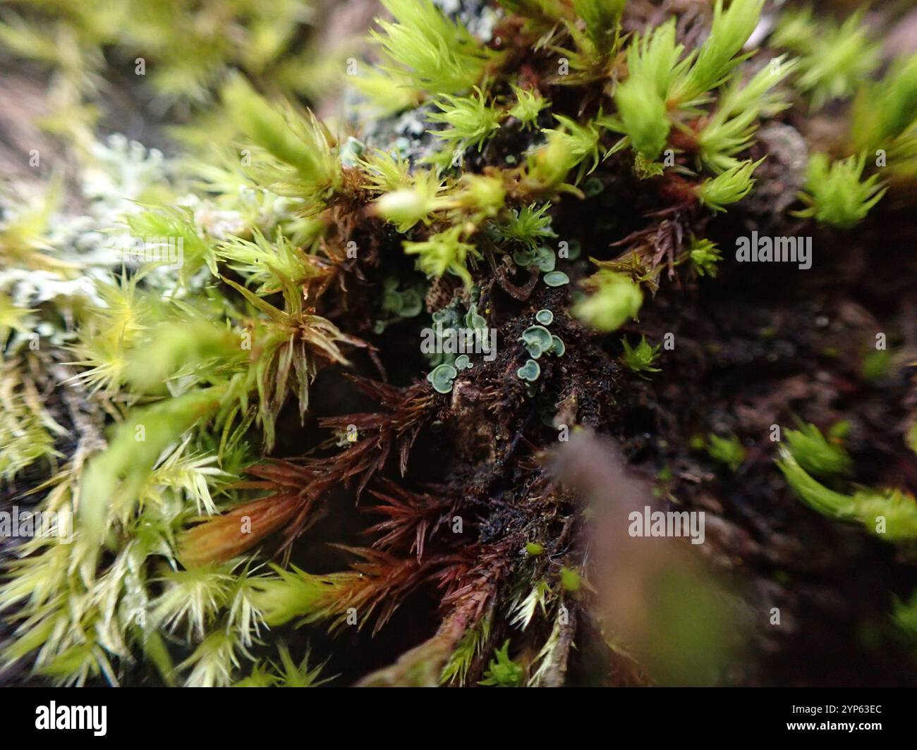 Elf ears lichen hi-res stock photography and images - Alamy