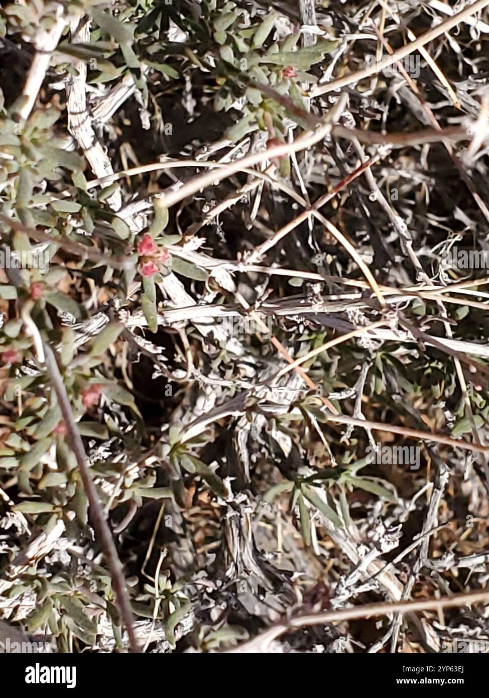 Hopsage (Grayia spinosa Stock Photo - Alamy