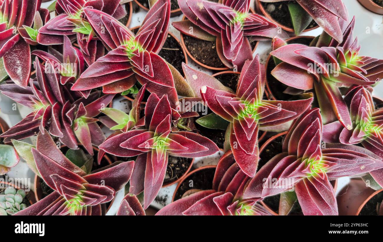 Colorful Succulent Garden: Vibrant Plants and Cactus Textures Stock ...