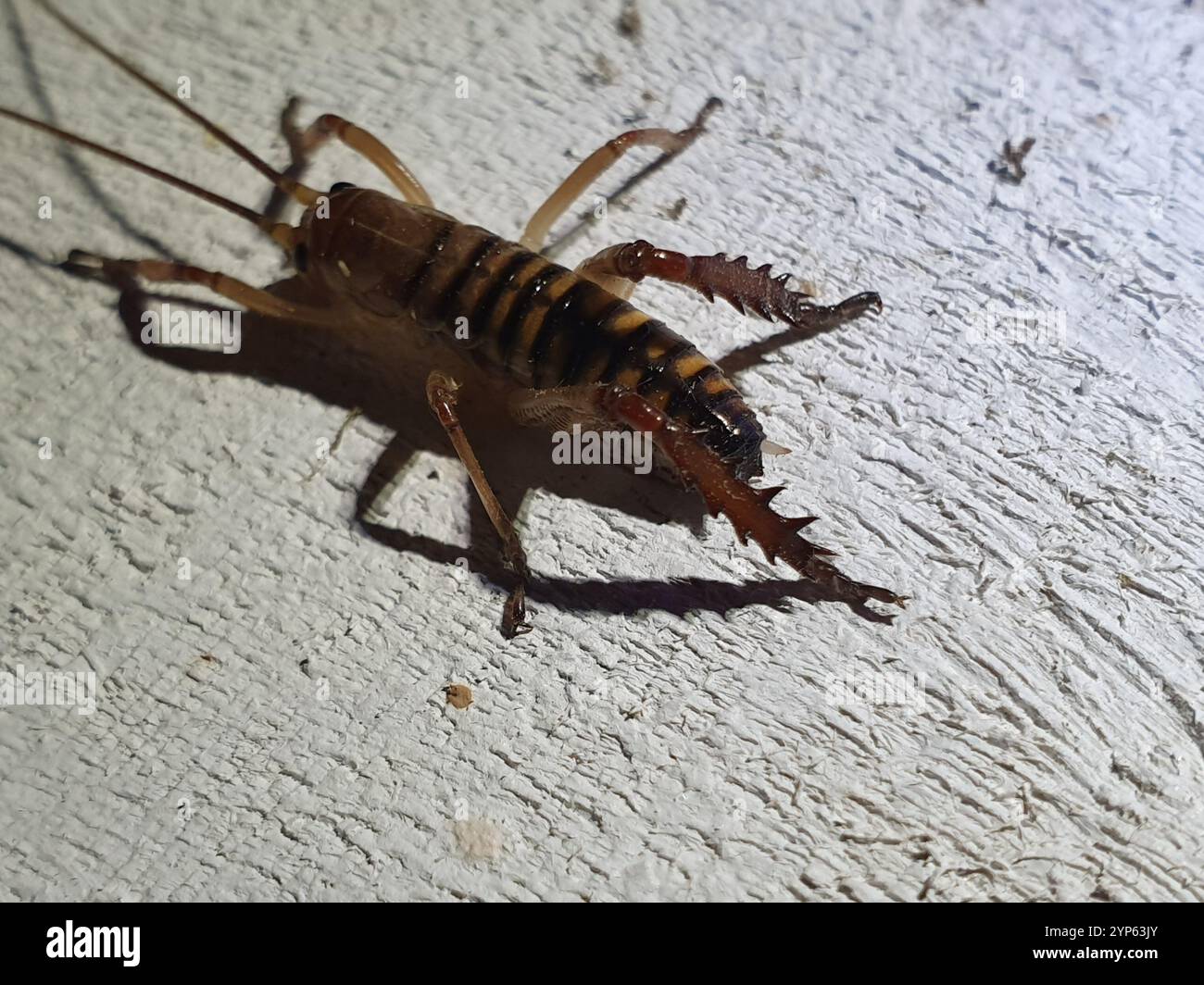 Wellington Tree Wētā (Hemideina crassidens Stock Photo - Alamy