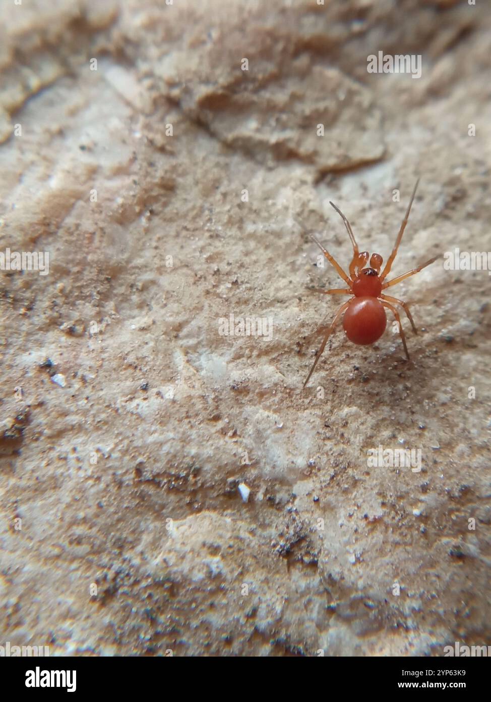 Dwarf Spiders (Erigoninae Stock Photo - Alamy