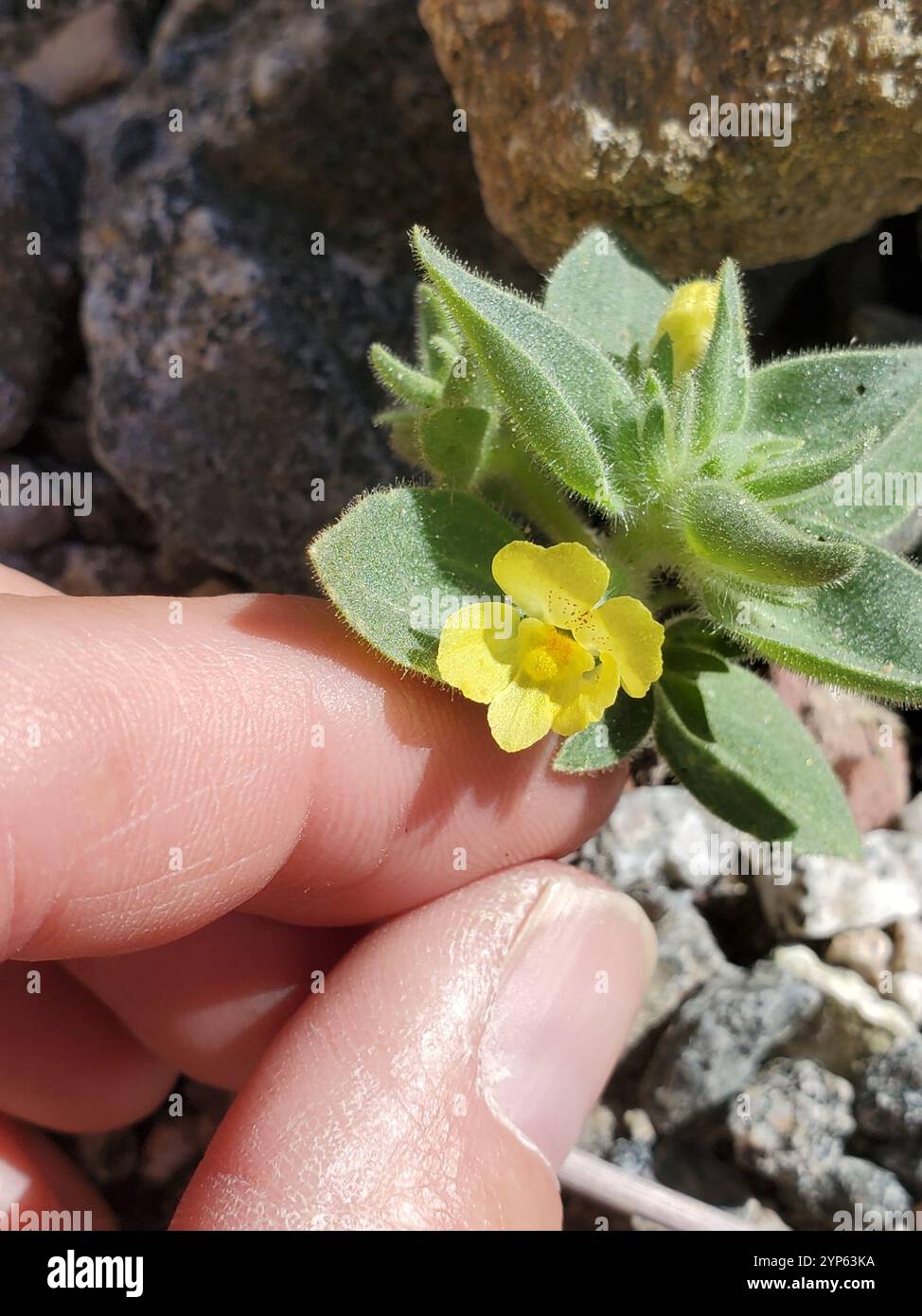golden desert-snapdragon (Mohavea breviflora Stock Photo - Alamy