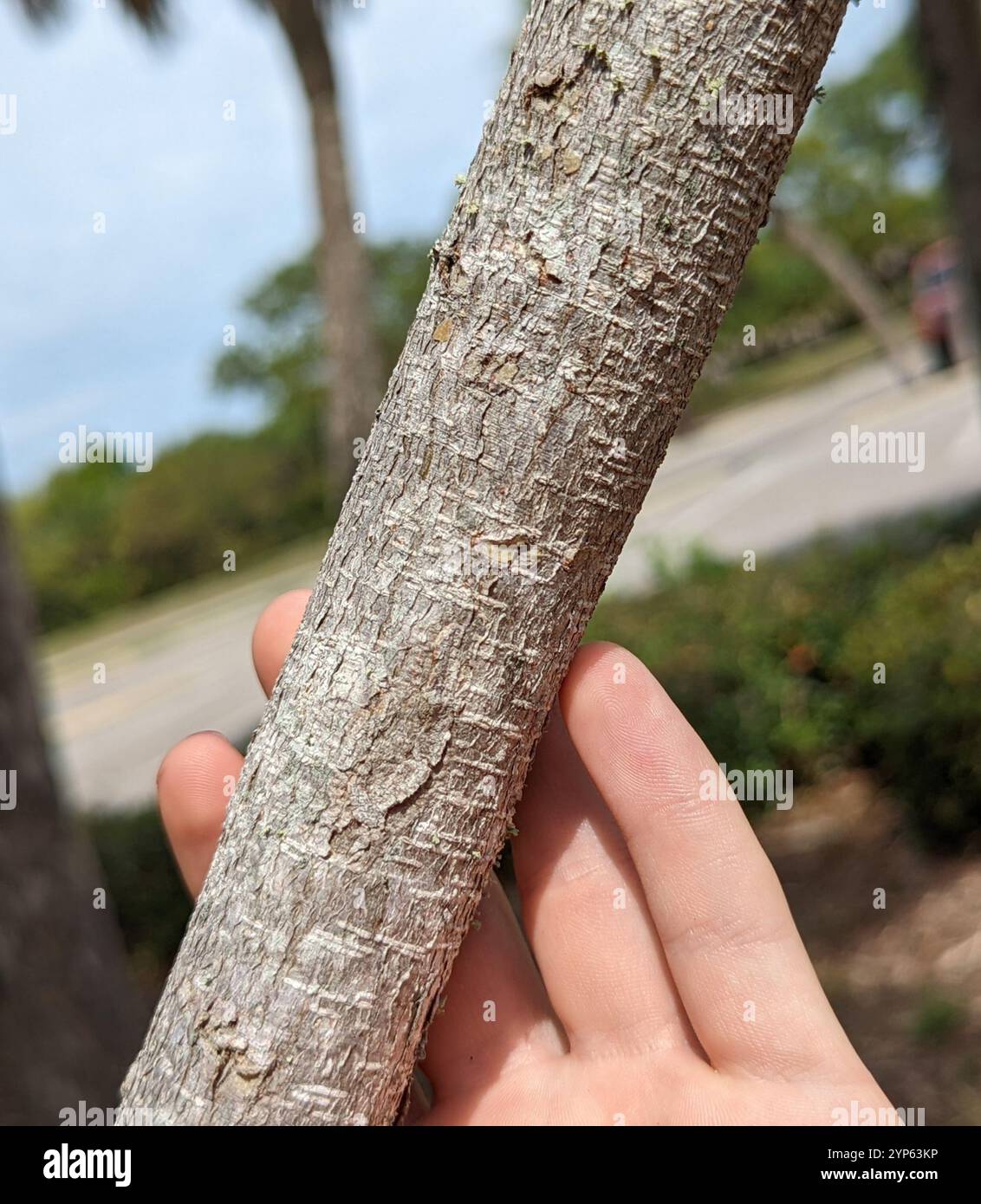 Florida Strangler Fig (Ficus aurea Stock Photo - Alamy