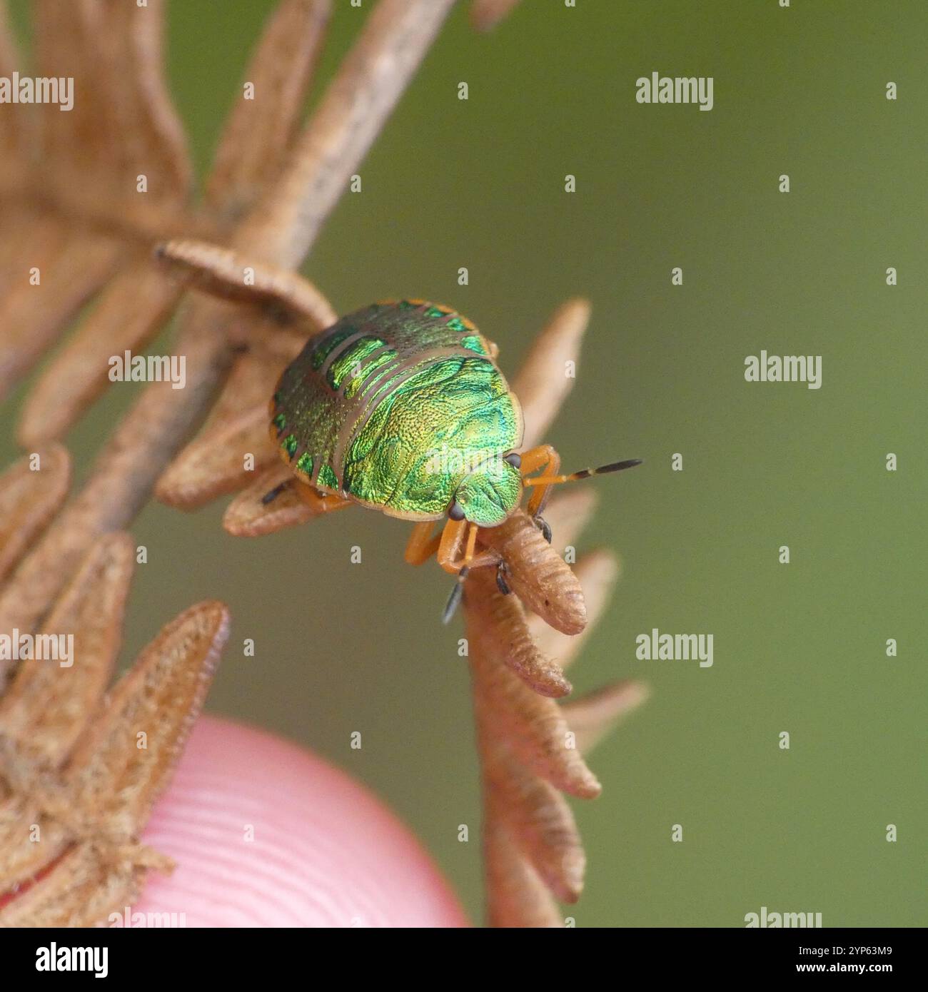 Bracken Stink Bug (Erachtheus lutulentus Stock Photo - Alamy
