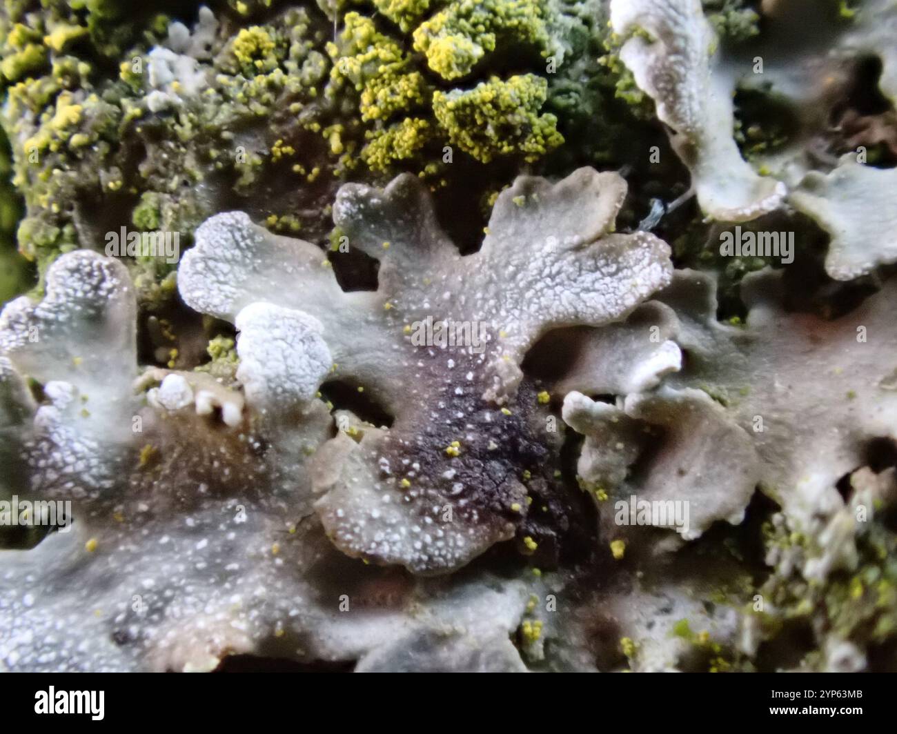 Grey Frost Lichen (Physconia grisea Stock Photo - Alamy