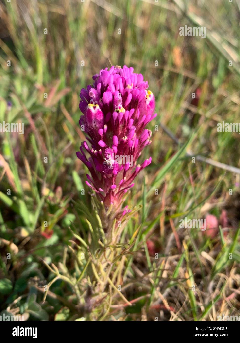purple owl's-clover (Castilleja exserta Stock Photo - Alamy