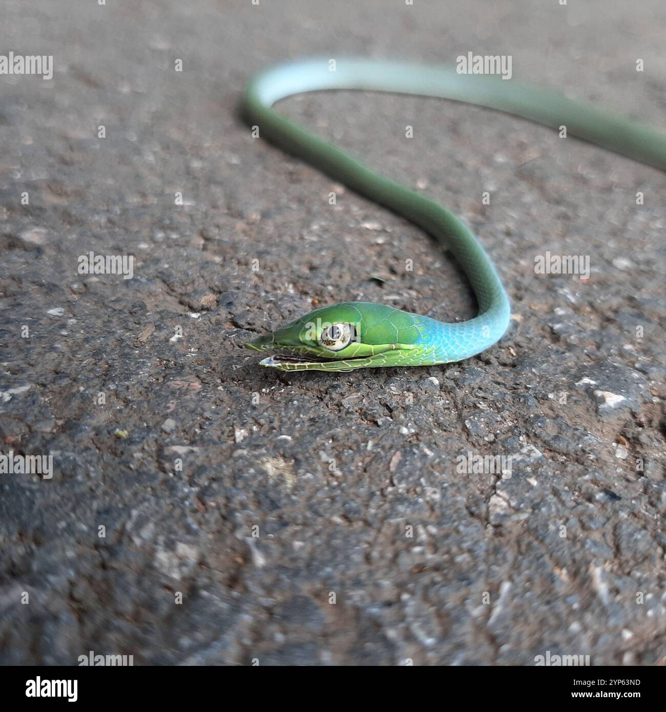 Green Vine Snake (Oxybelis fulgidus Stock Photo - Alamy