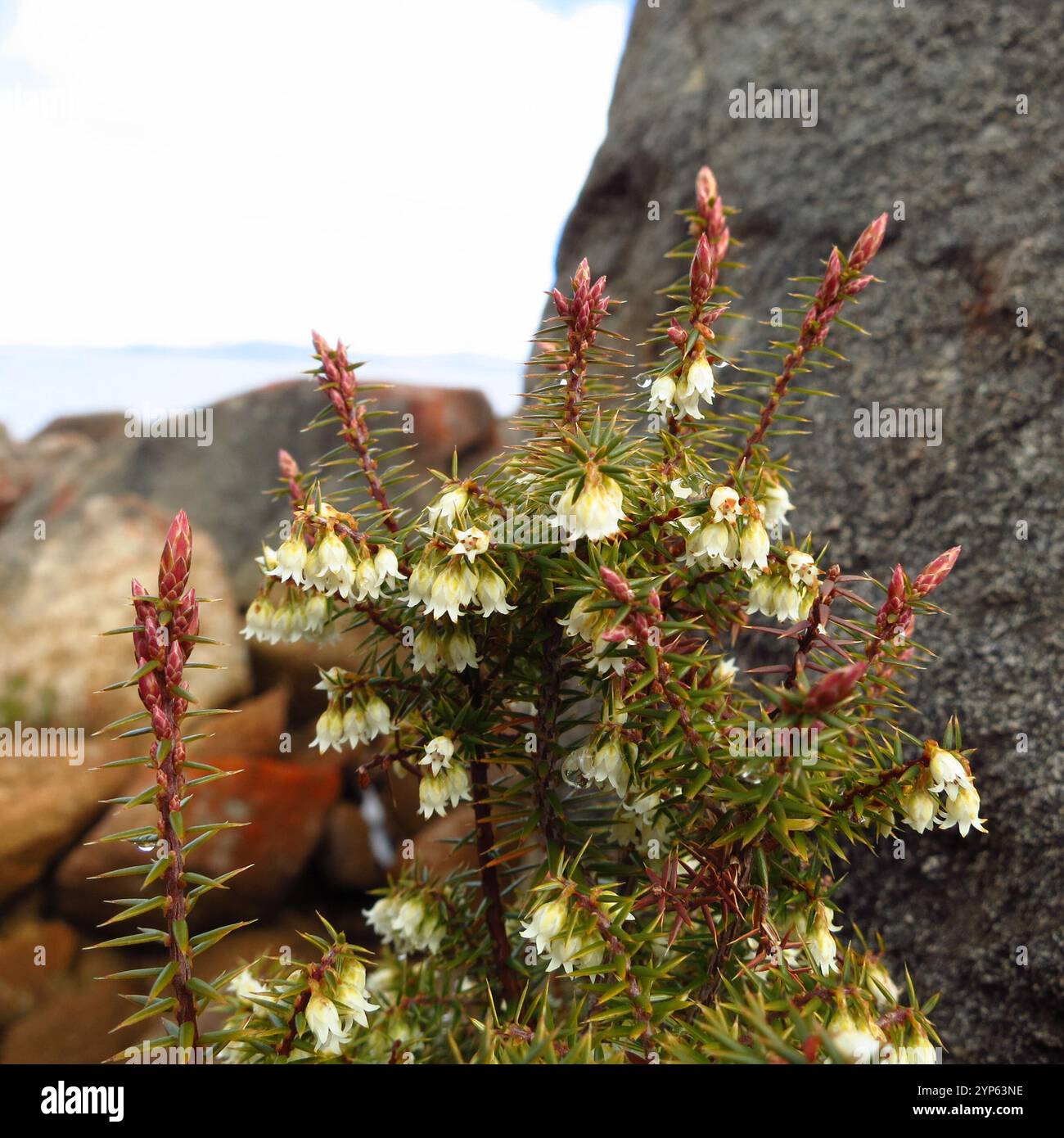 Mountain Pinkberry (Leptecophylla parvifolia Stock Photo - Alamy