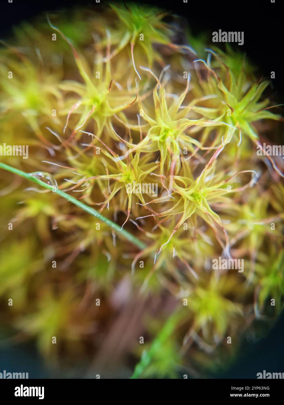 Star Moss (Syntrichia ruralis Stock Photo - Alamy