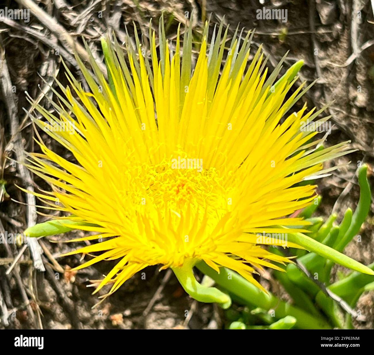 Pig's-root (Conicosia pugioniformis Stock Photo - Alamy